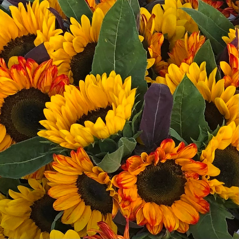 Tocobiol SF (Food Grade Vitamin E from Non-GMO Sunflower Oil) – Oh, Oh ...